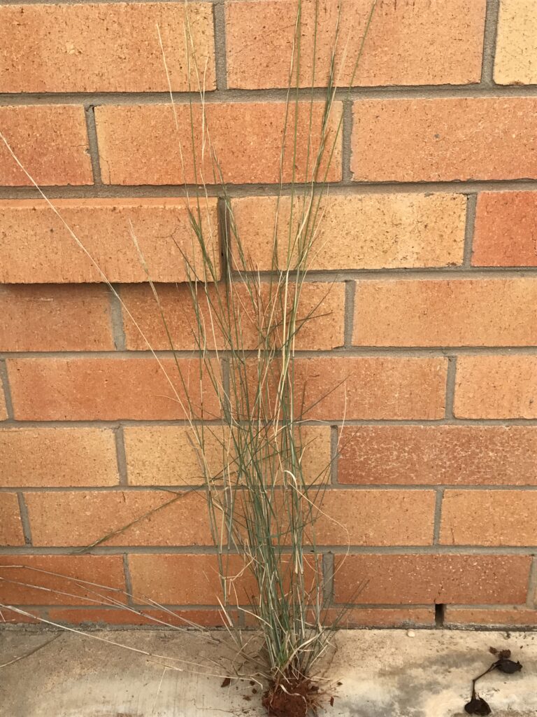 Wiregrass: Aristida species - FutureBeef