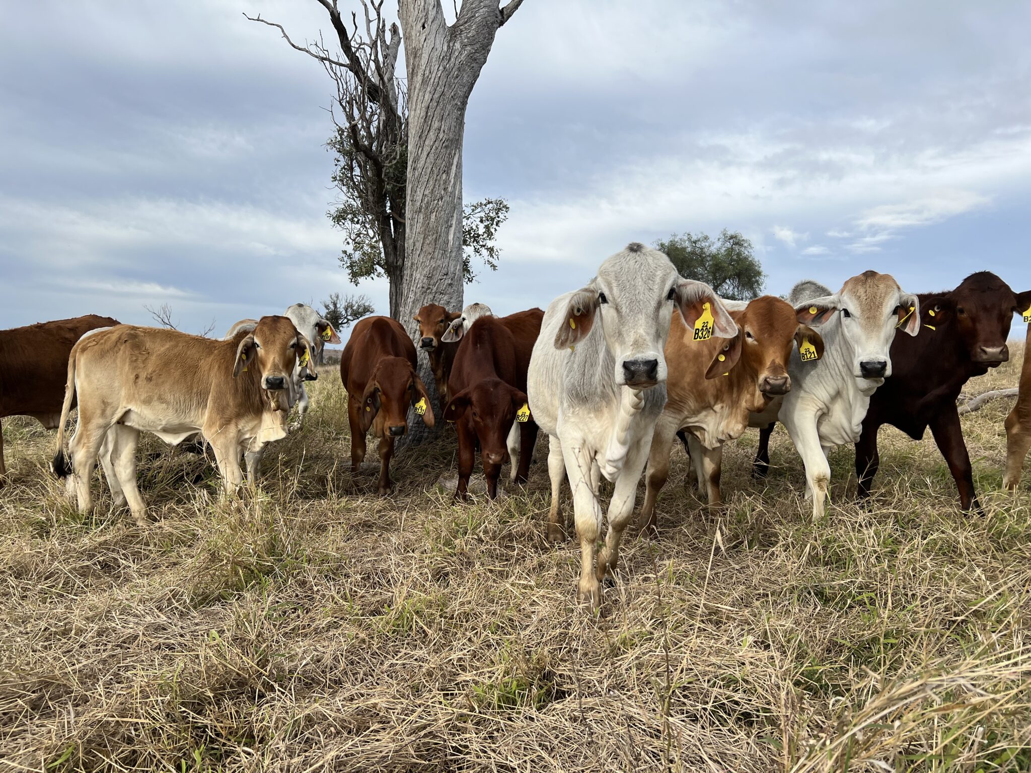 Heifer management - FutureBeef