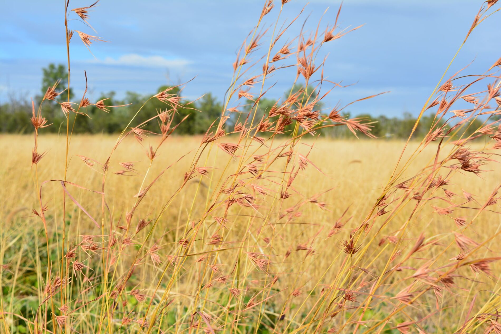 Kangaroo grass - FutureBeef
