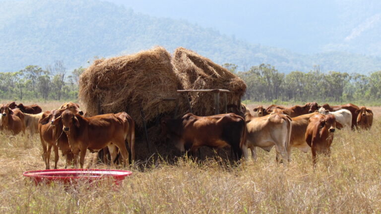 Heifer management - FutureBeef