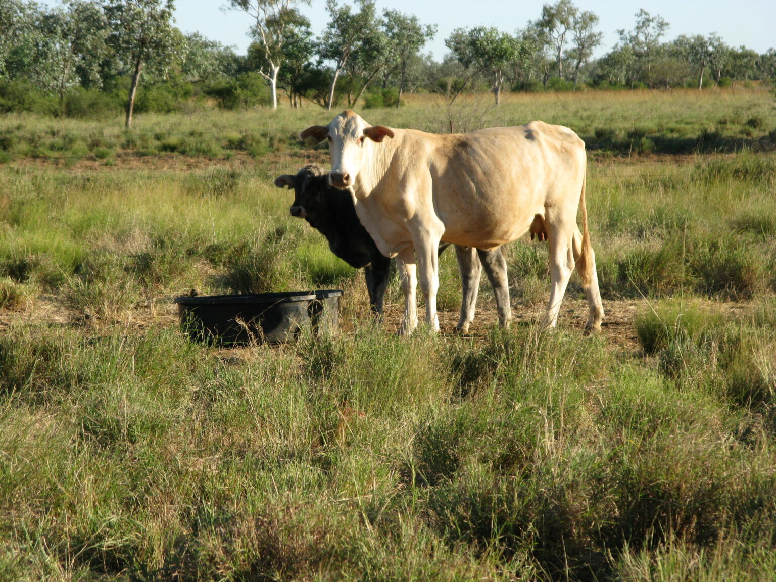 Minerals and vitamins - FutureBeef