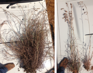 Kangaroo grass - FutureBeef