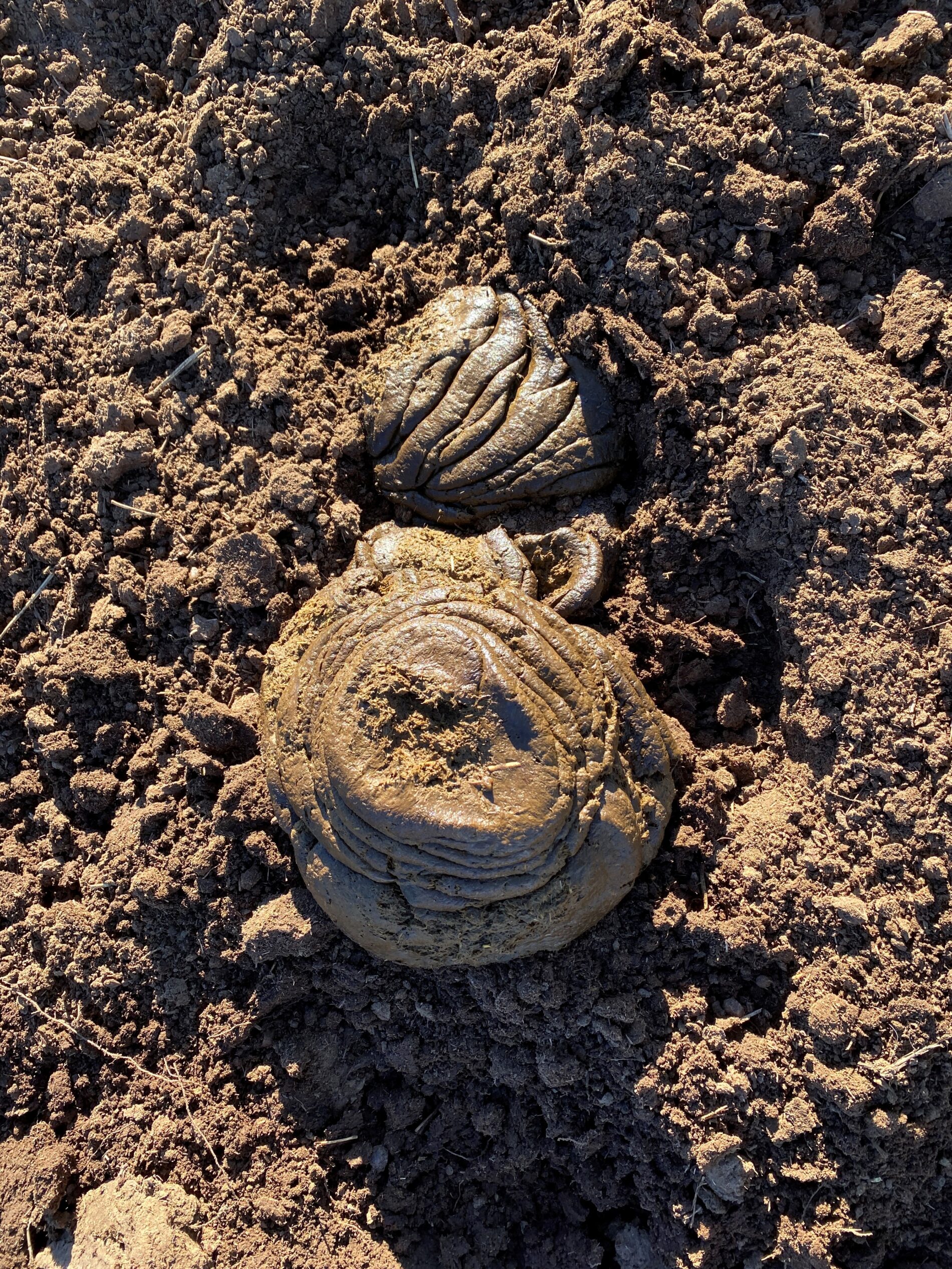 Assessing pasture diet quality (NIRS) - FutureBeef