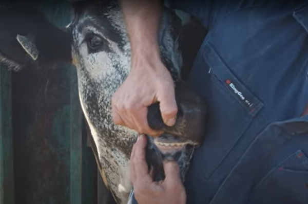 Ageing cattle by their teeth - FutureBeef