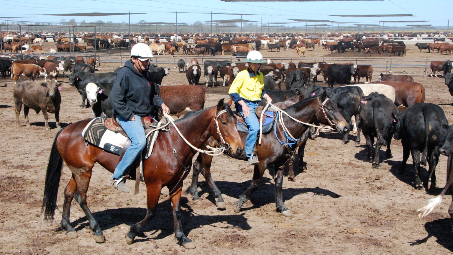 Managing beef cattle feedlots - FutureBeef Managing beef cattle feedlots - FutureBeef