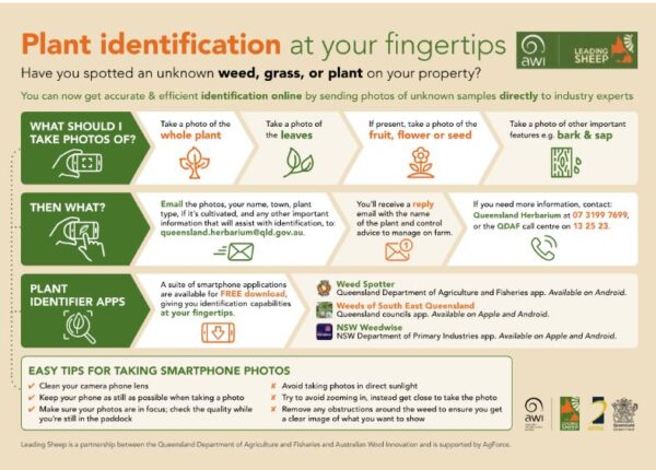 Collecting plant samples for identification - FutureBeef