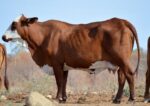 Body condition score for beef cattle - FutureBeef
