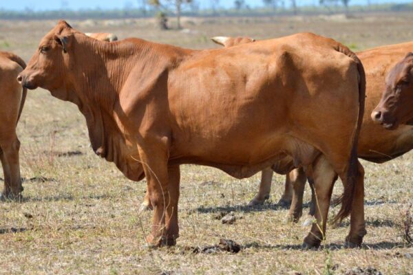 Body condition score for beef cattle - FutureBeef