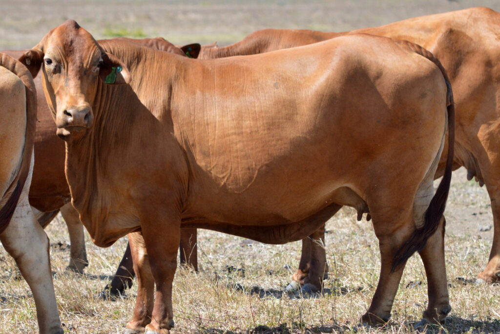 Body condition score for beef cattle - FutureBeef