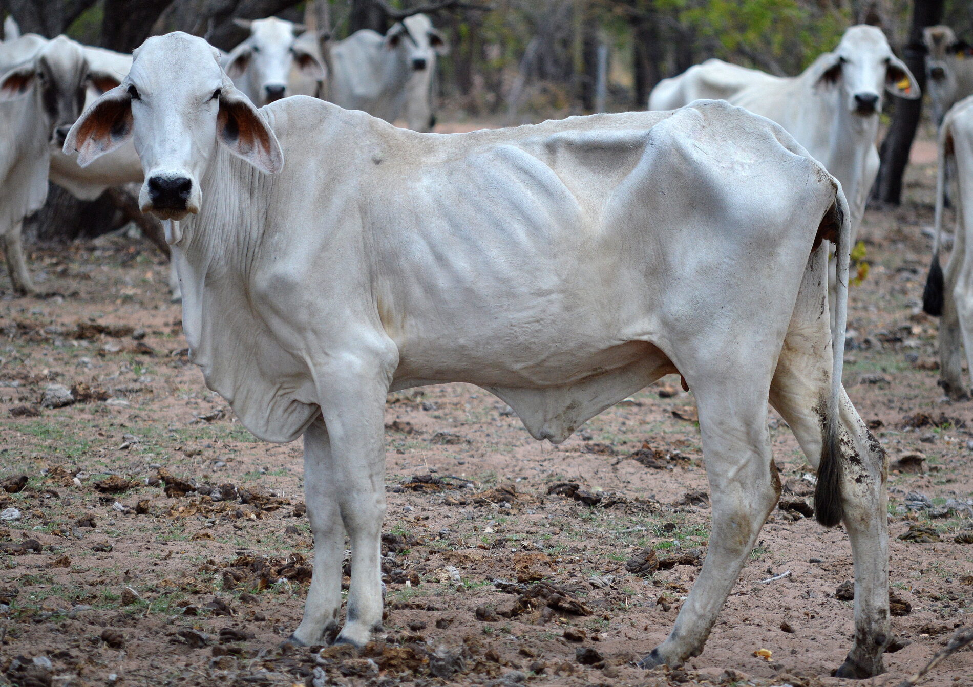 Body condition score for beef cattle - FutureBeef