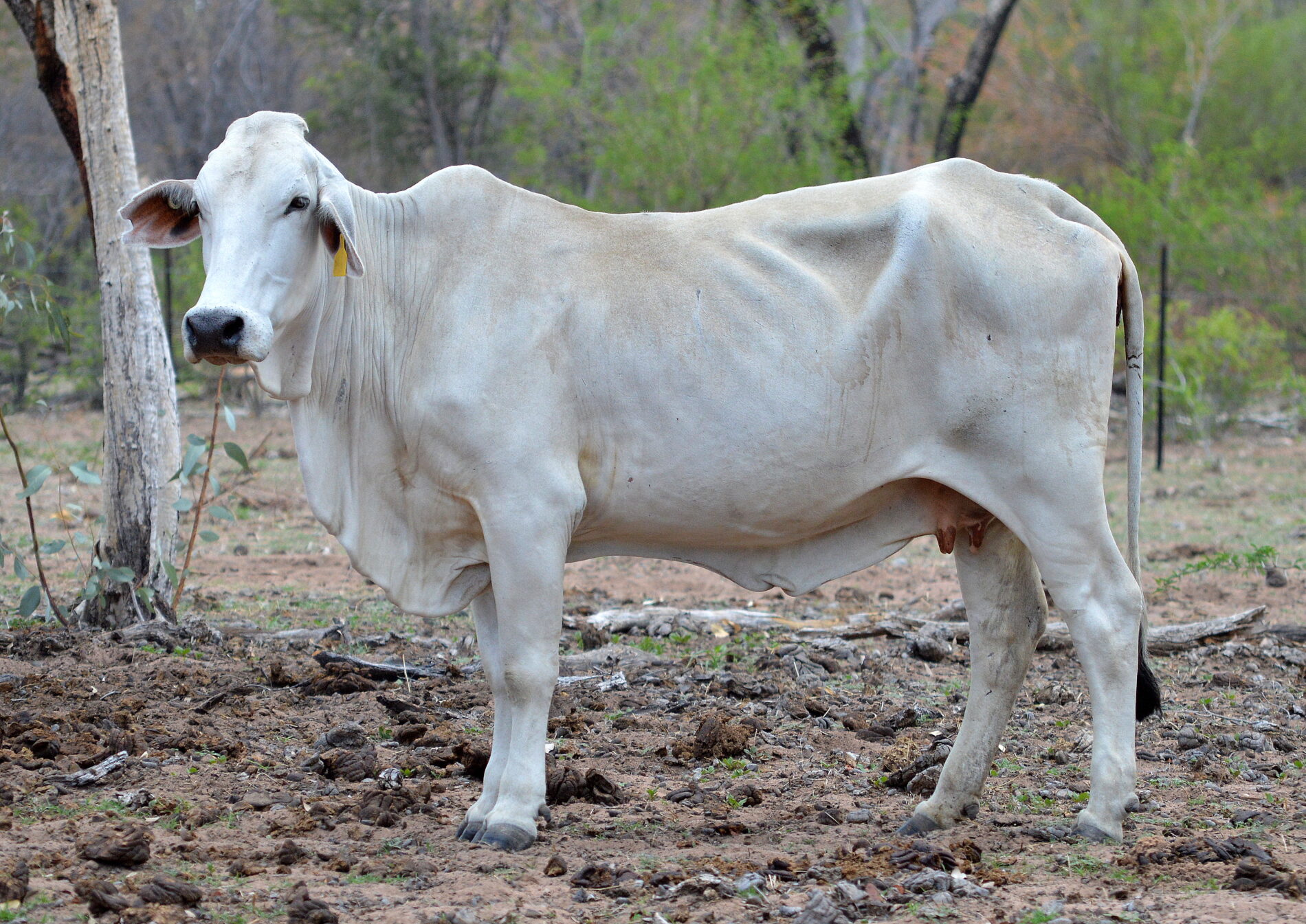 Body Condition Score For Beef Cattle Futurebeef