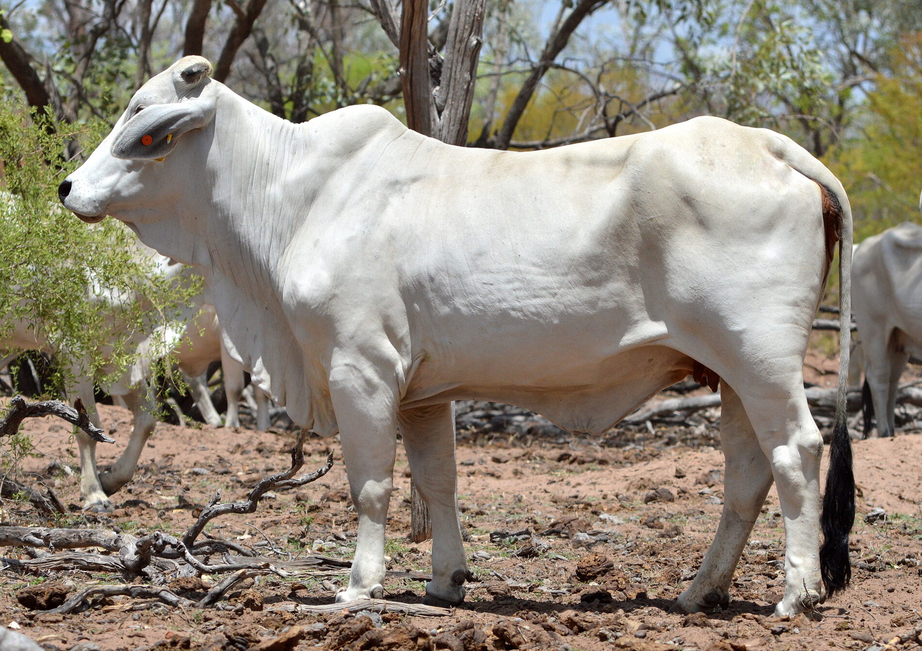 Managing cow reproduction: an overview - FutureBeef