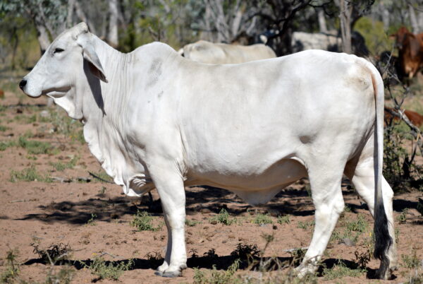 Body condition score for beef cattle - FutureBeef