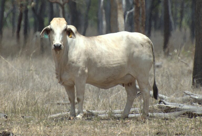 Body condition score for beef cattle - FutureBeef