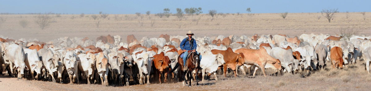 FutureBeef - your one-stop shop for northern Australian beef information