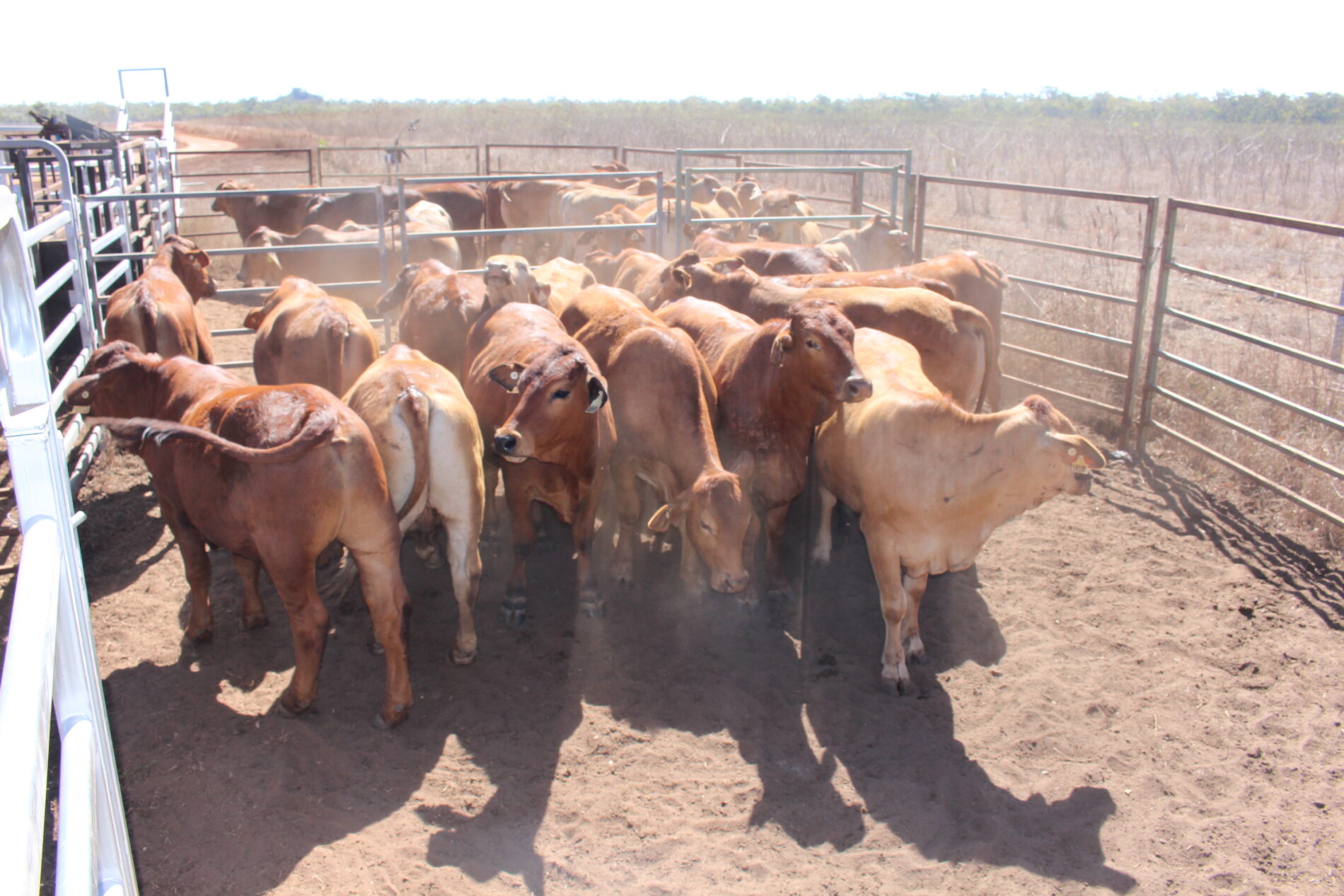Assessing productivity gains for cattle grazing "Redlands" (R12 ...