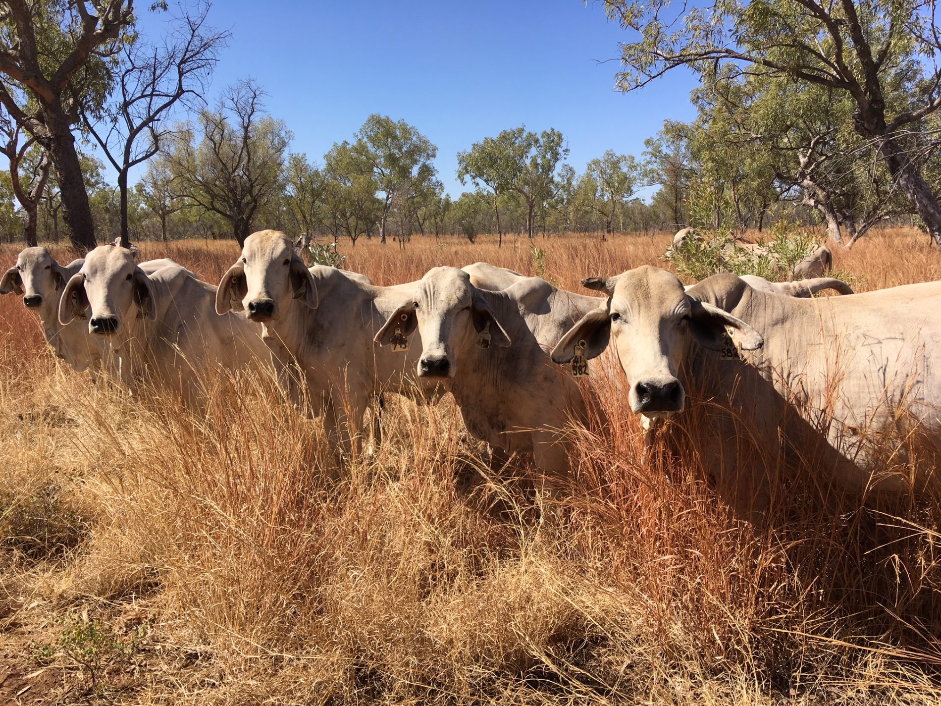 Sweet Spot: improving breeder herd performance through optimal pasture ...
