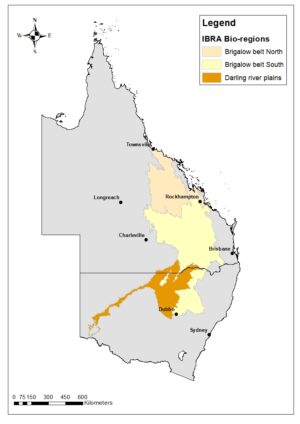 Legume BMP in the Brigalow Belt project - FutureBeef