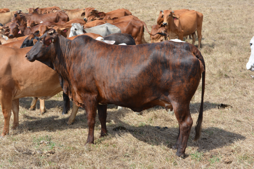 Business Direction Determined After Grazing BMP Accreditation