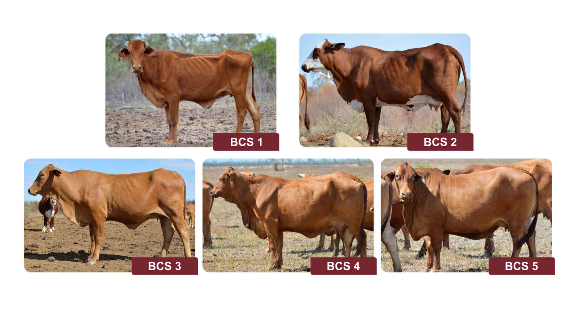 Breeder cow mortality - How to calculate it and available management ...