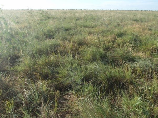 Gulf pastures after the 2019 flood event - FutureBeef
