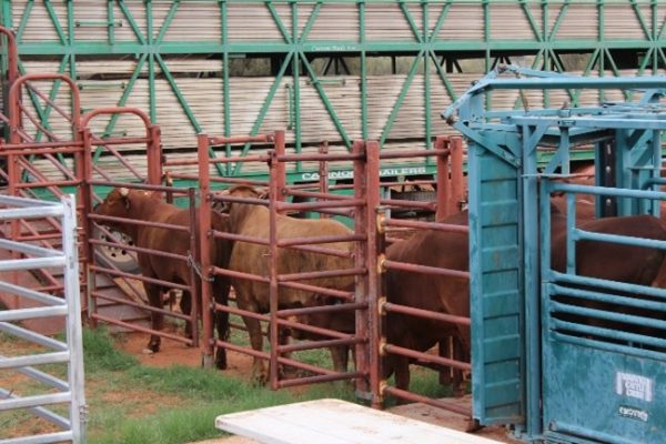 Old Man Plains Research Station, Alice Springs - FutureBeef