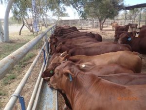 Old Man Plains Research Station, Alice Springs - FutureBeef