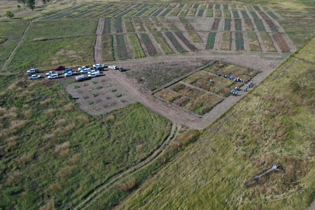 Pasture dieback industry network - FutureBeef