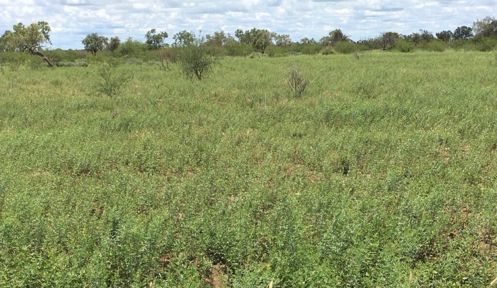 Trefoil rattlepod across north-west Queensland this season - FutureBeef