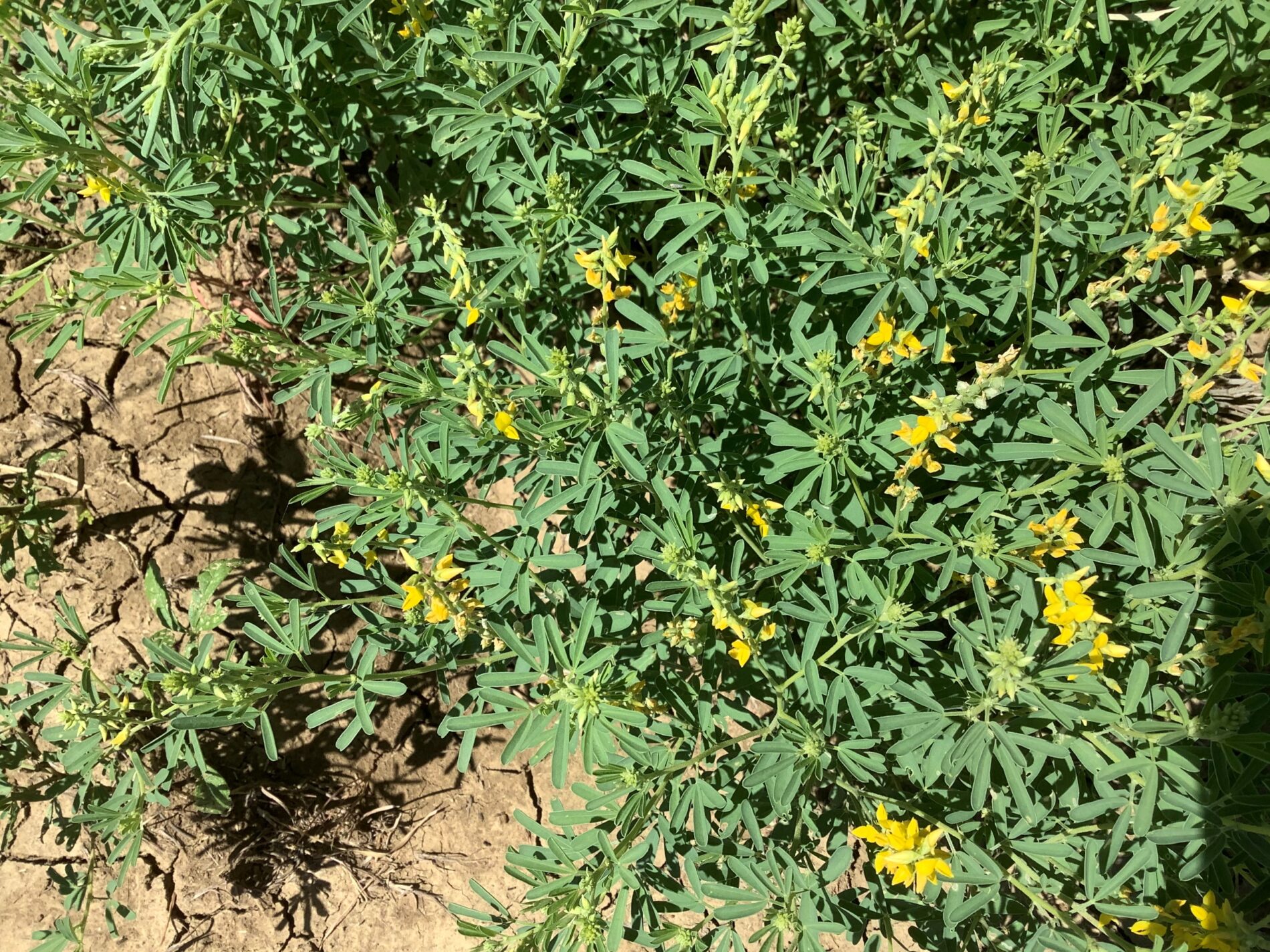 Trefoil rattlepod across north-west Queensland this season - FutureBeef