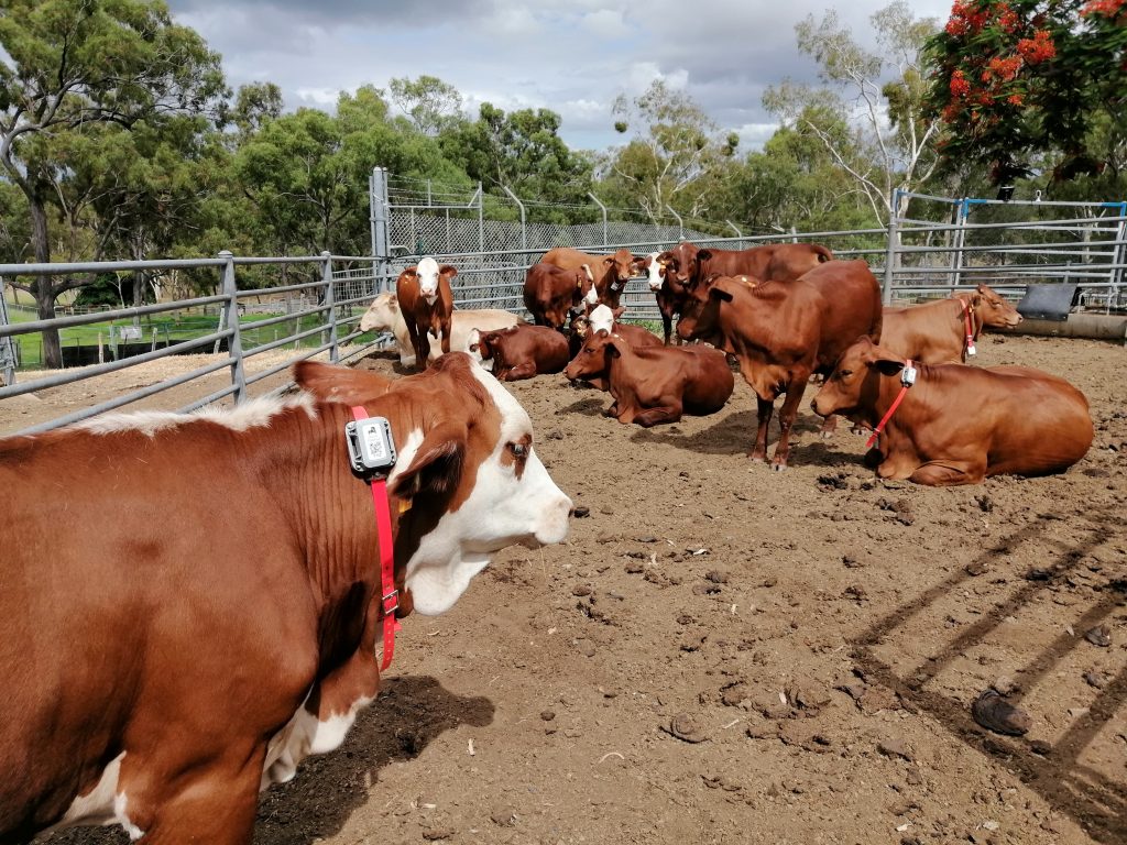 Calf 48 hour - better detection of calving events for improved ...