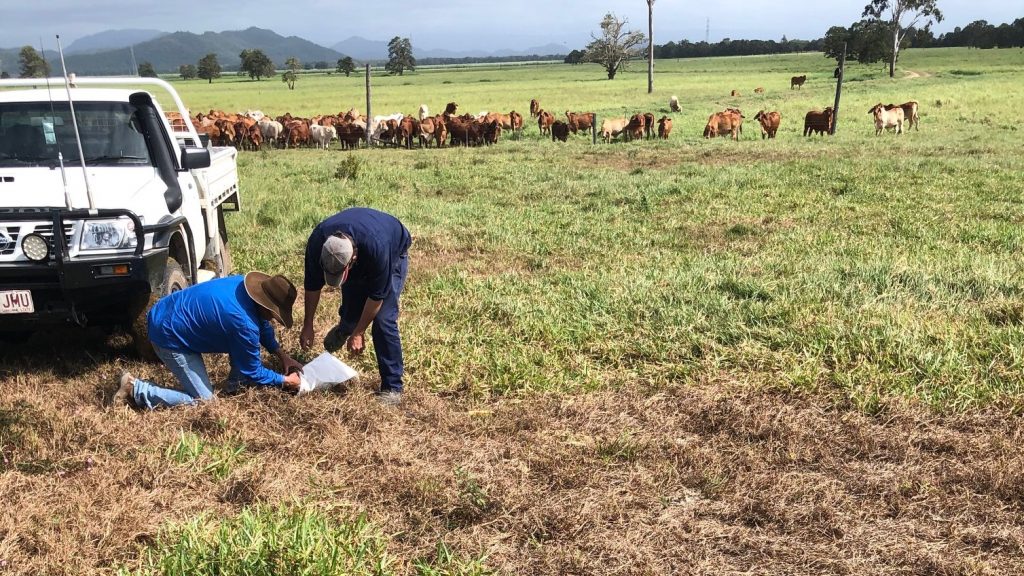 Pasture dieback — signs and symptoms - FutureBeef