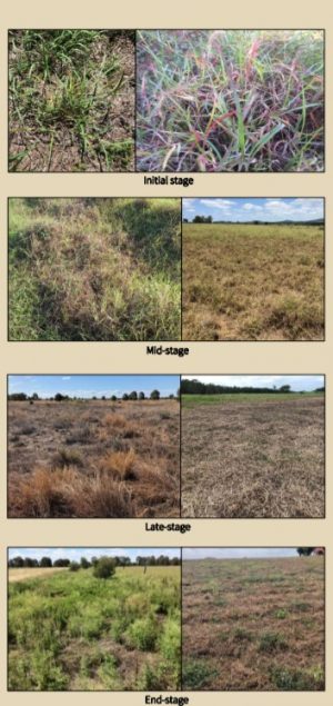 Pasture dieback — signs and symptoms - FutureBeef