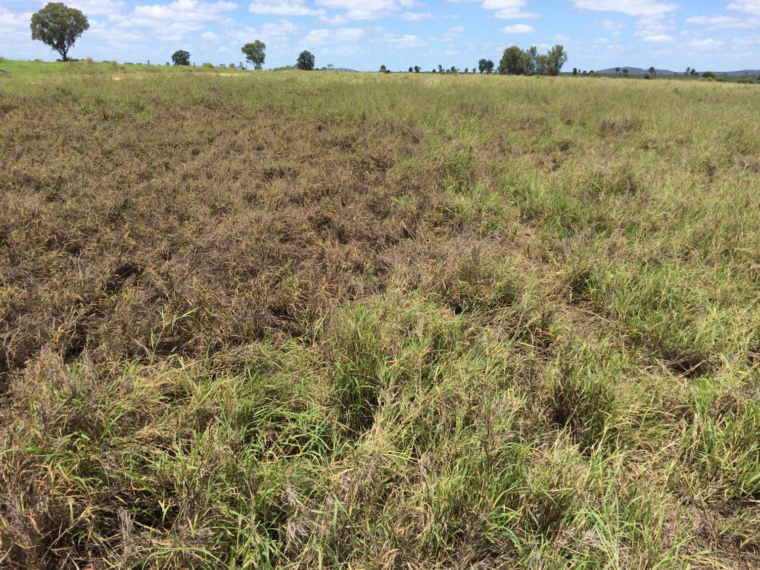 FutureBeef podcast, episode 4: How to manage pasture dieback - FutureBeef