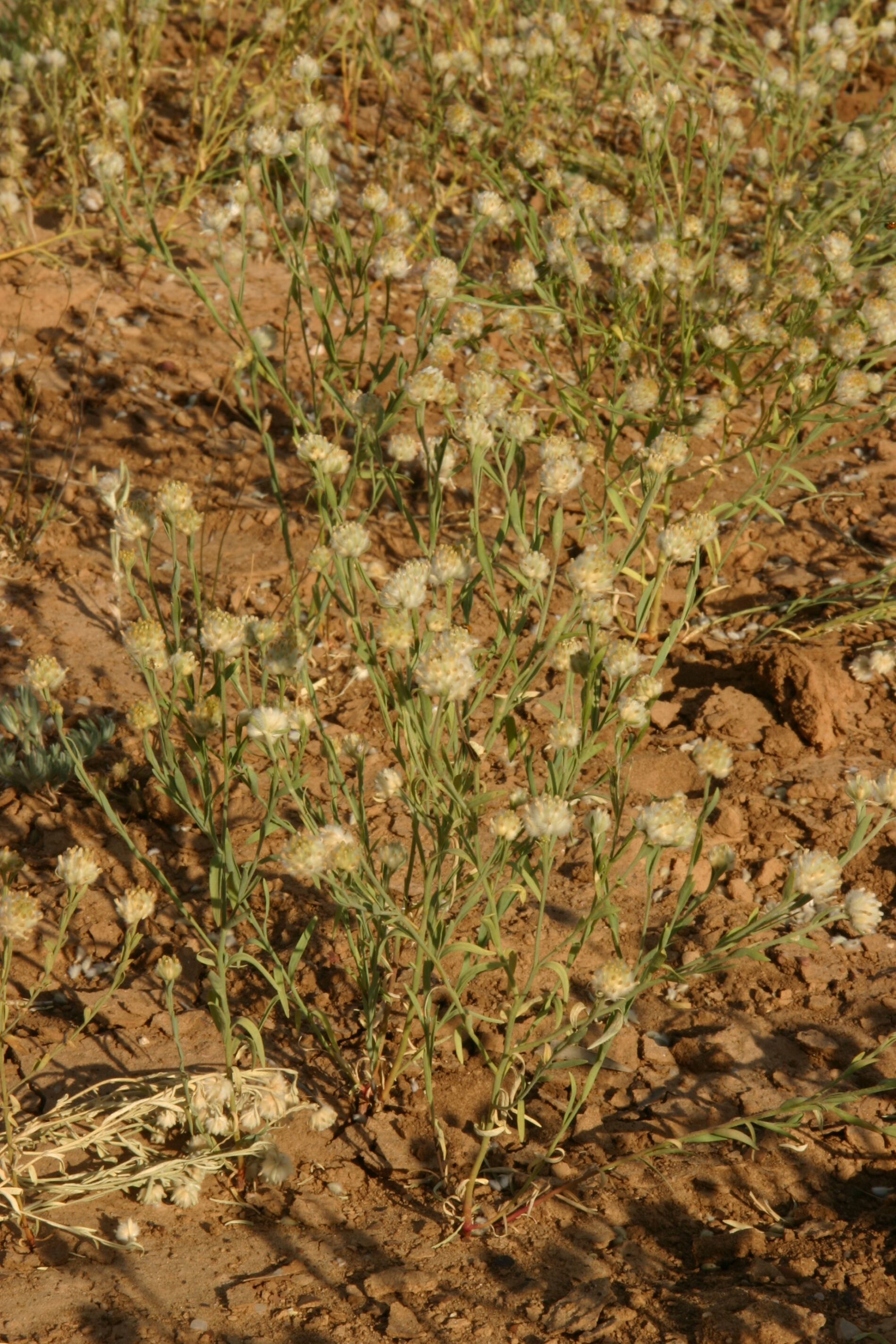 Help requested: Pimelea management survey - FutureBeef