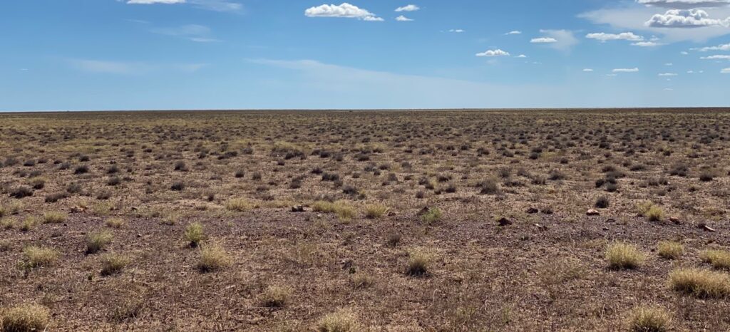 What has happened to the Mitchell grass on the Barkly? - FutureBeef