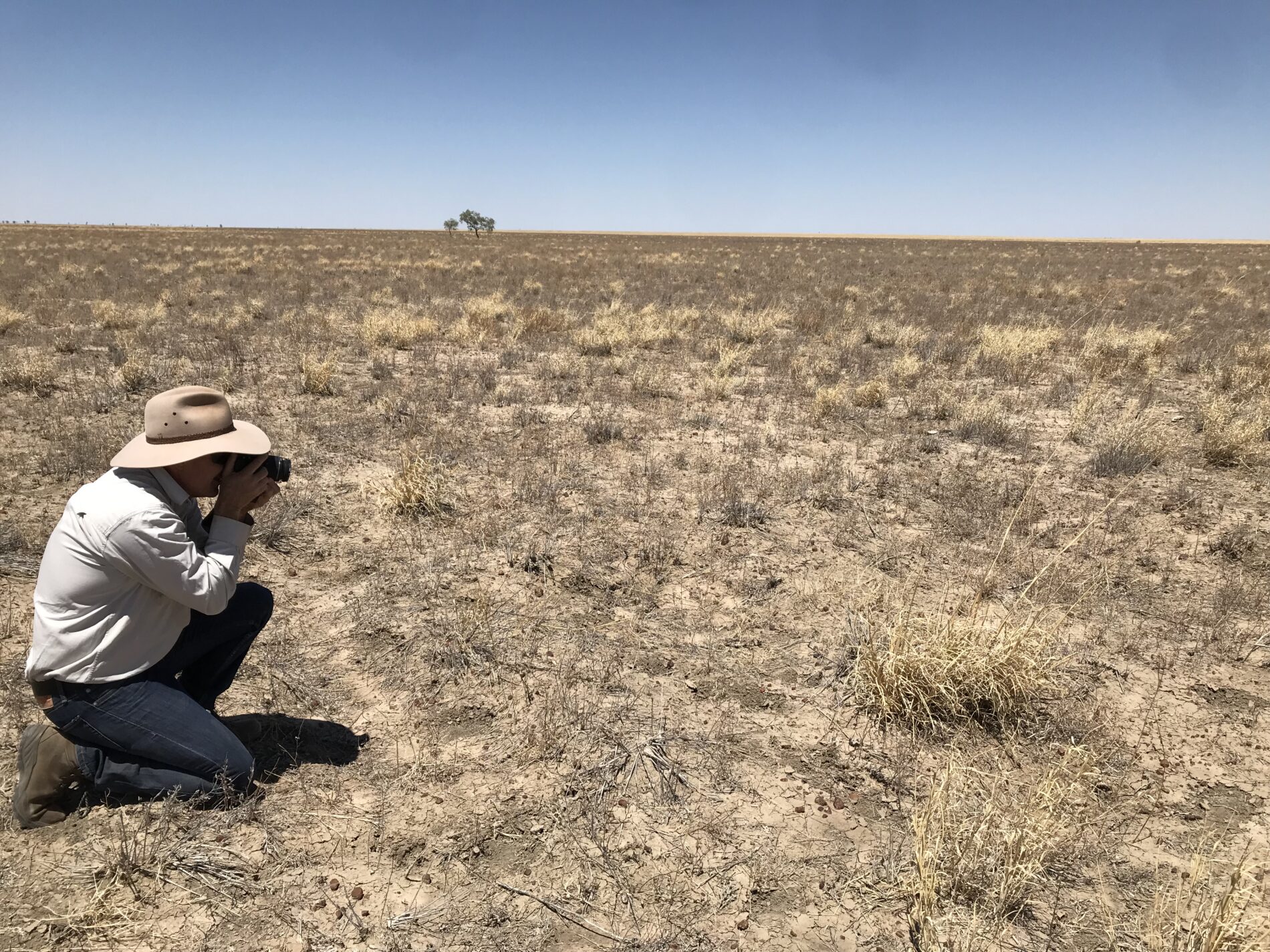 Mitchell grass death with Dr Phelps - FutureBeef