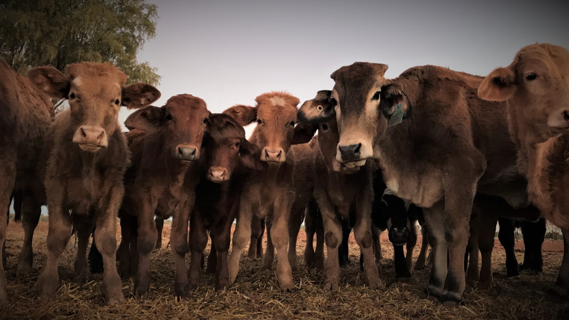 GrazingFutures Livestock Business Resilience — Event summaries - FutureBeef