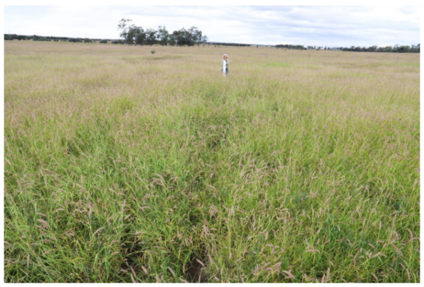Challenges of establishing legumes into buffel grass using faecal ...