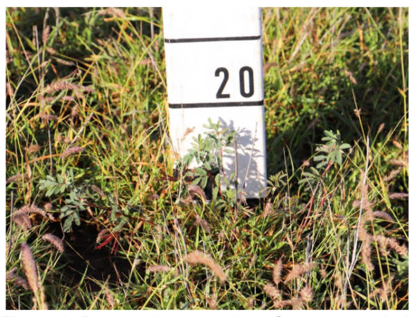 Challenges of establishing legumes into buffel grass using faecal ...