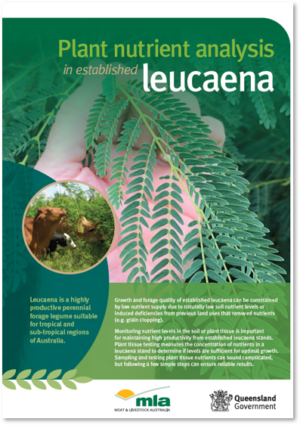 Plant nutrient analysis in established leucaena - FutureBeef