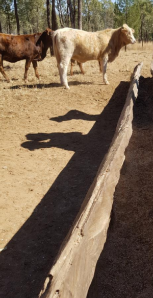 Weaner nutrition for the win - FutureBeef