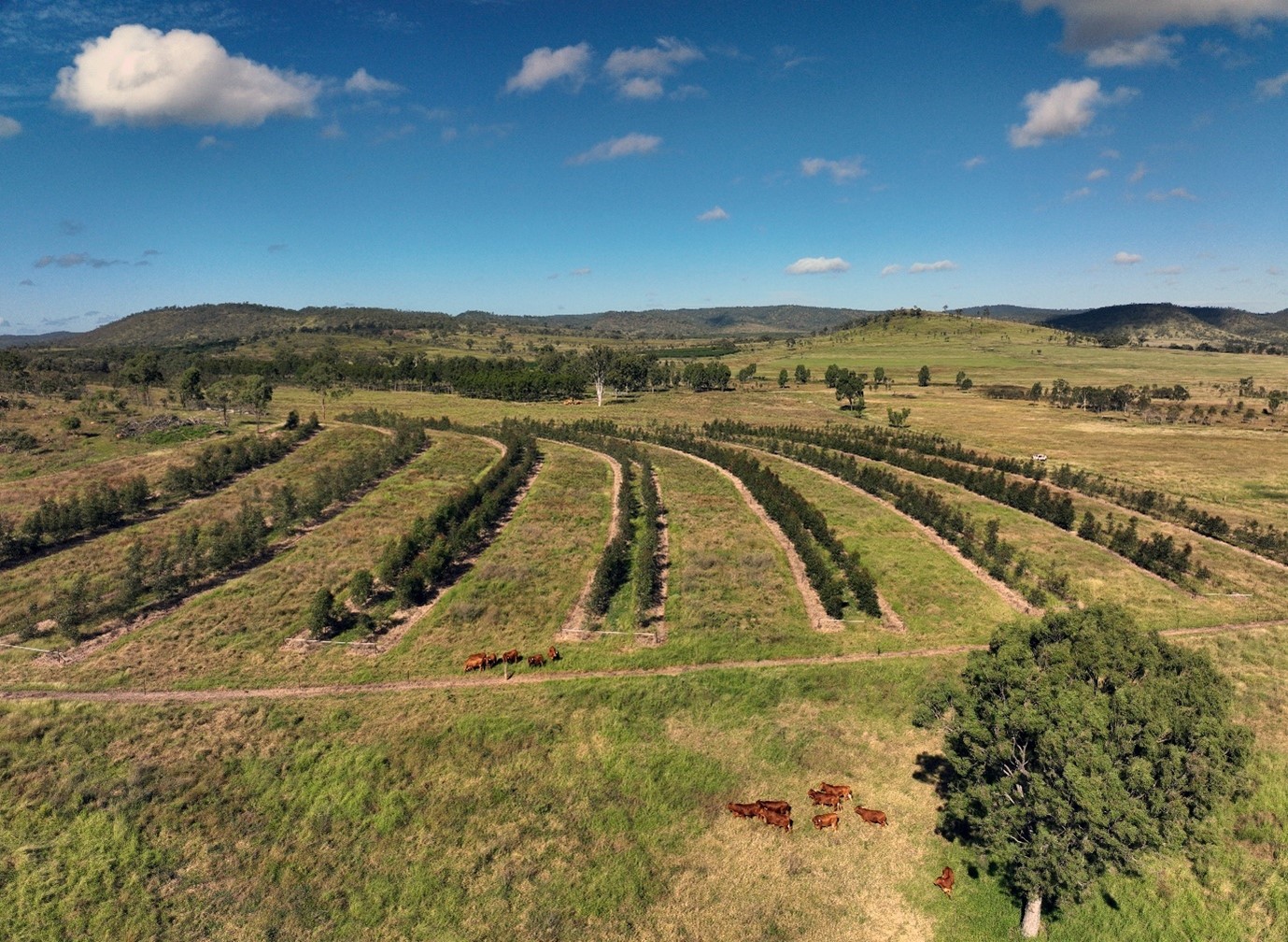 Steak 'n wood: demonstrating livestock productivity and environmental ...