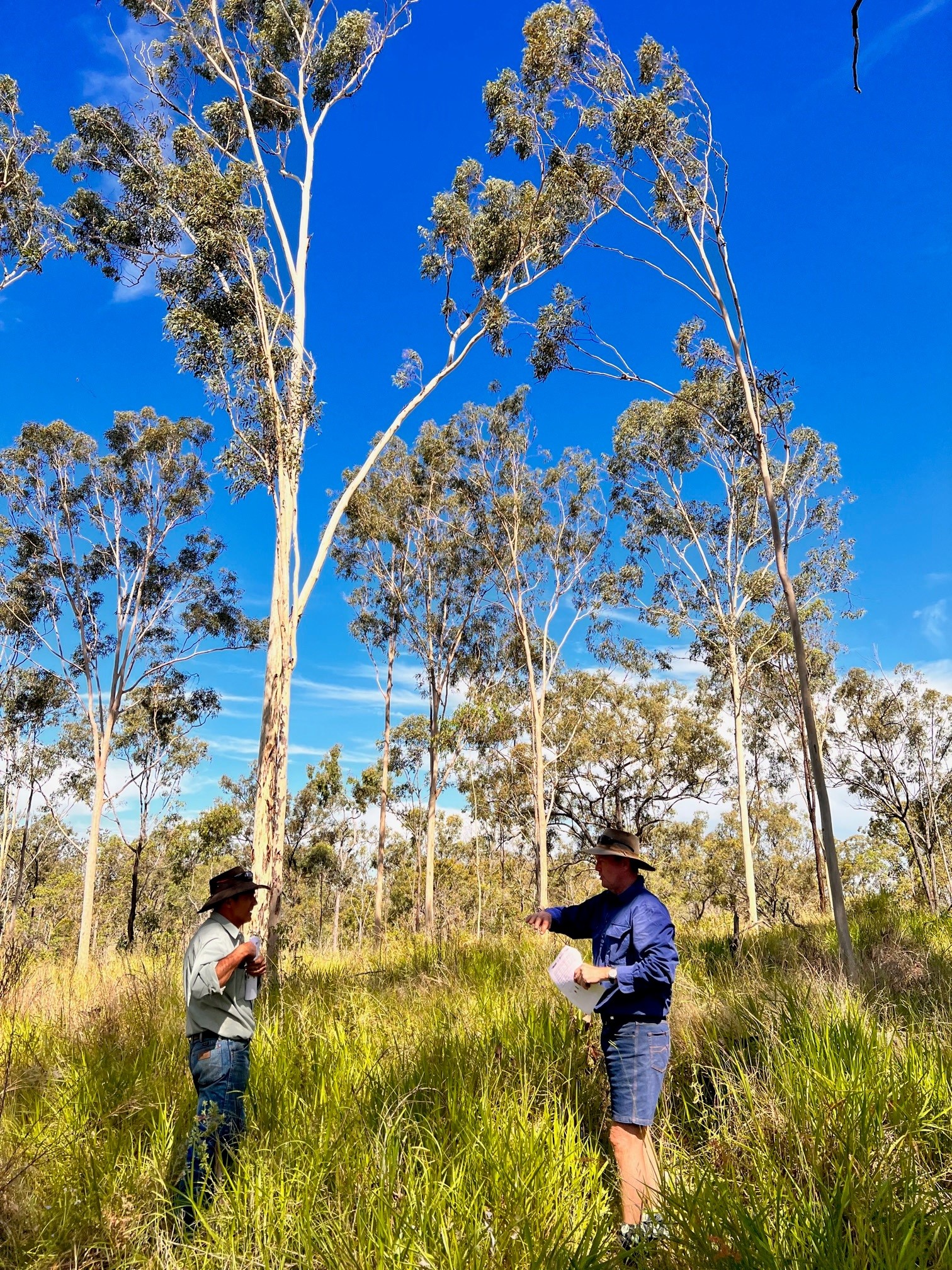 Steak 'n wood: demonstrating livestock productivity and environmental ...