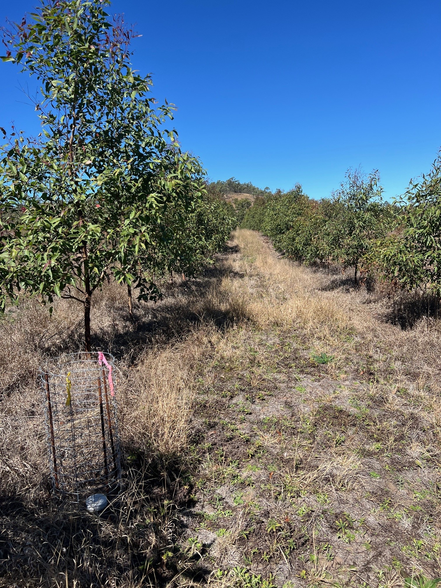 Steak 'n wood: demonstrating livestock productivity and environmental ...