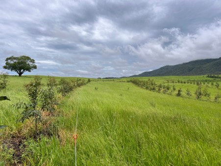 Steak 'n wood: demonstrating livestock productivity and environmental ...