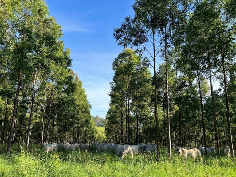 Steak 'n wood: demonstrating livestock productivity and environmental ...