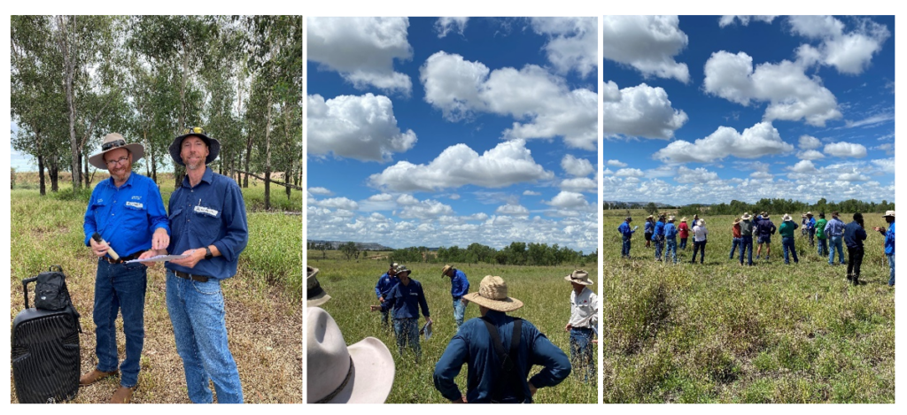 Pasture field trials help graziers manage dieback, rundown, pasture ...