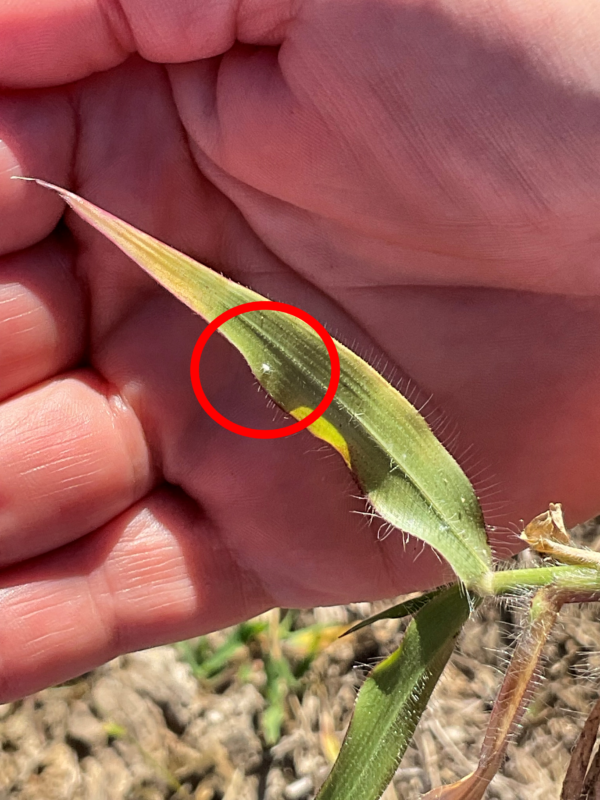 Mealybugs and viruses at pasture dieback trial - FutureBeef