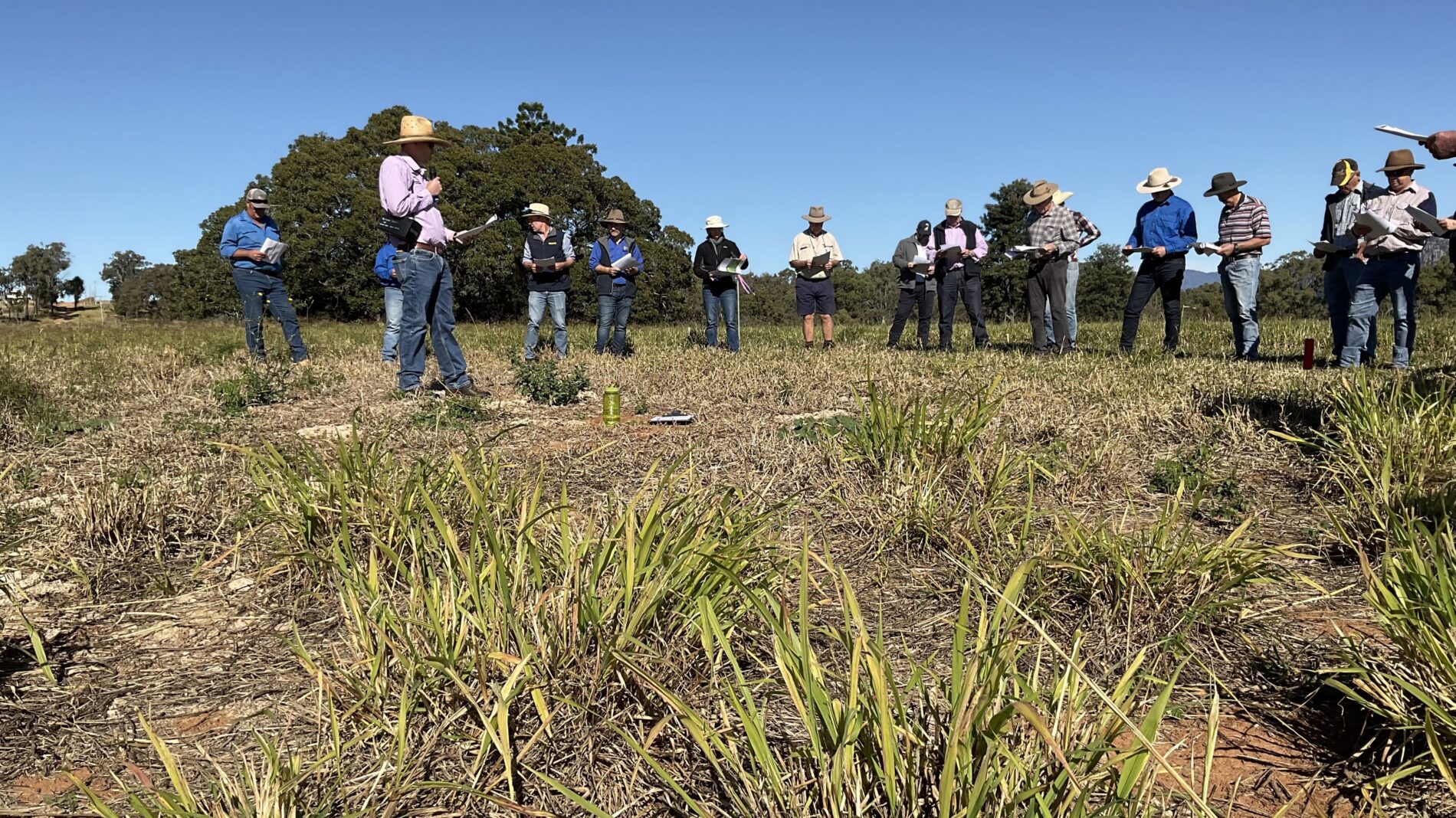 Mealybugs and viruses at pasture dieback trial - FutureBeef